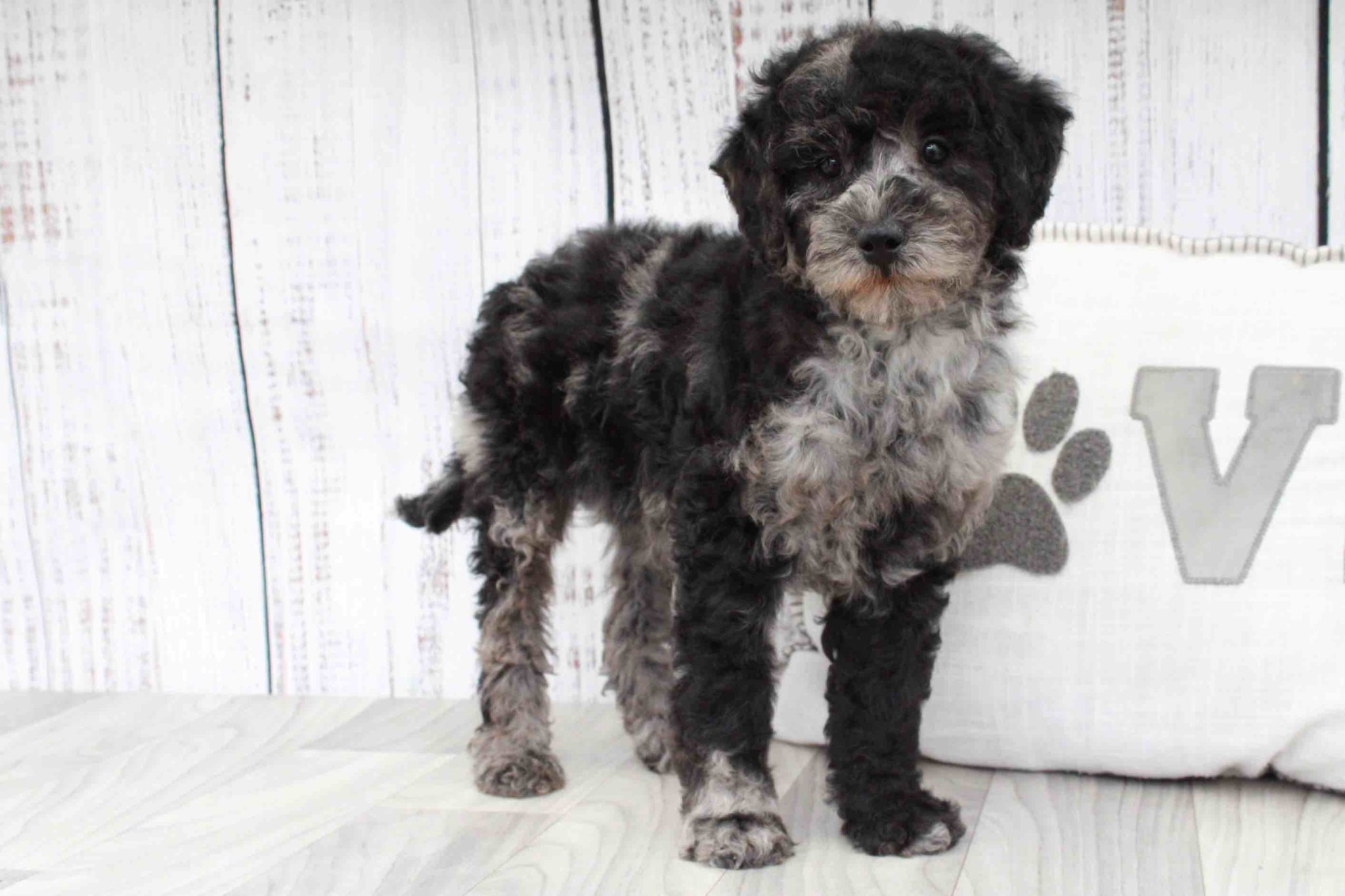 Dennis- Handsome Merle Male Mini Aussie-Poo Puppy - Puppies Online