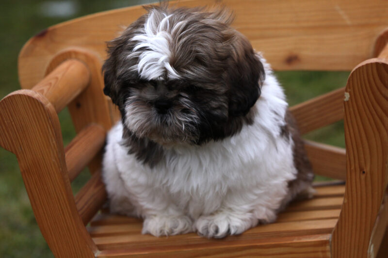 Shih Tzu Pros And Cons: Should You Get One? - Puppies Online