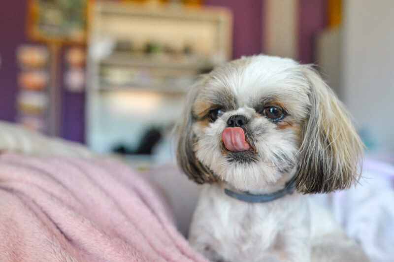 7 Types Of Shih Tzus And Characteristics - Puppies Online