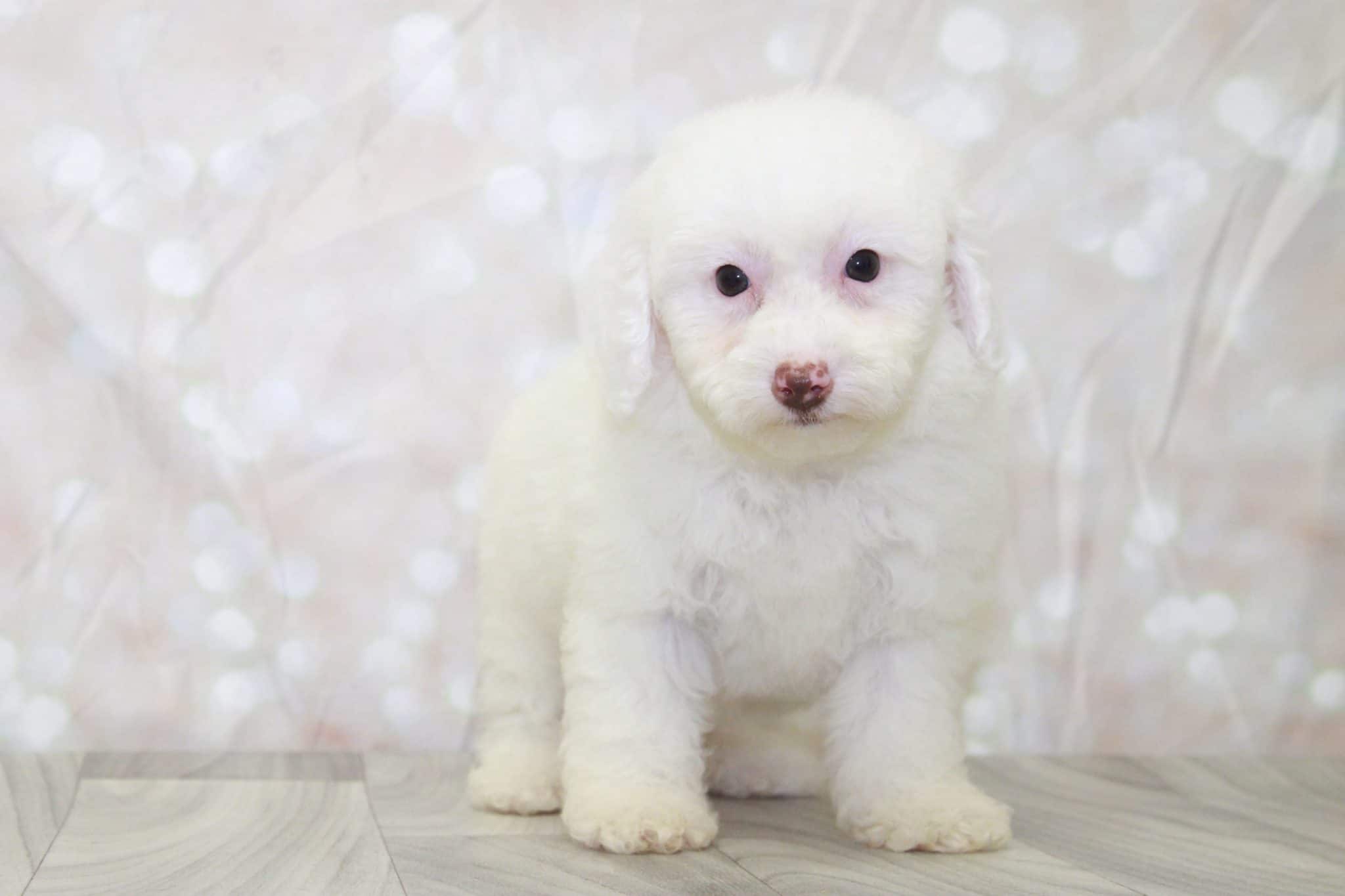 Diamond - Beautiful ACA Female Mini Poodle Puppy - Puppies Online
