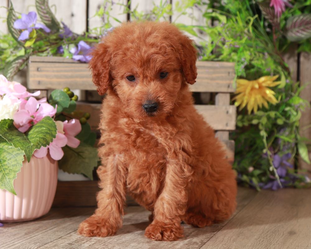 Dillon- Stunning Little Blue Merle Male Shih-Poo Puppy - Puppies Online