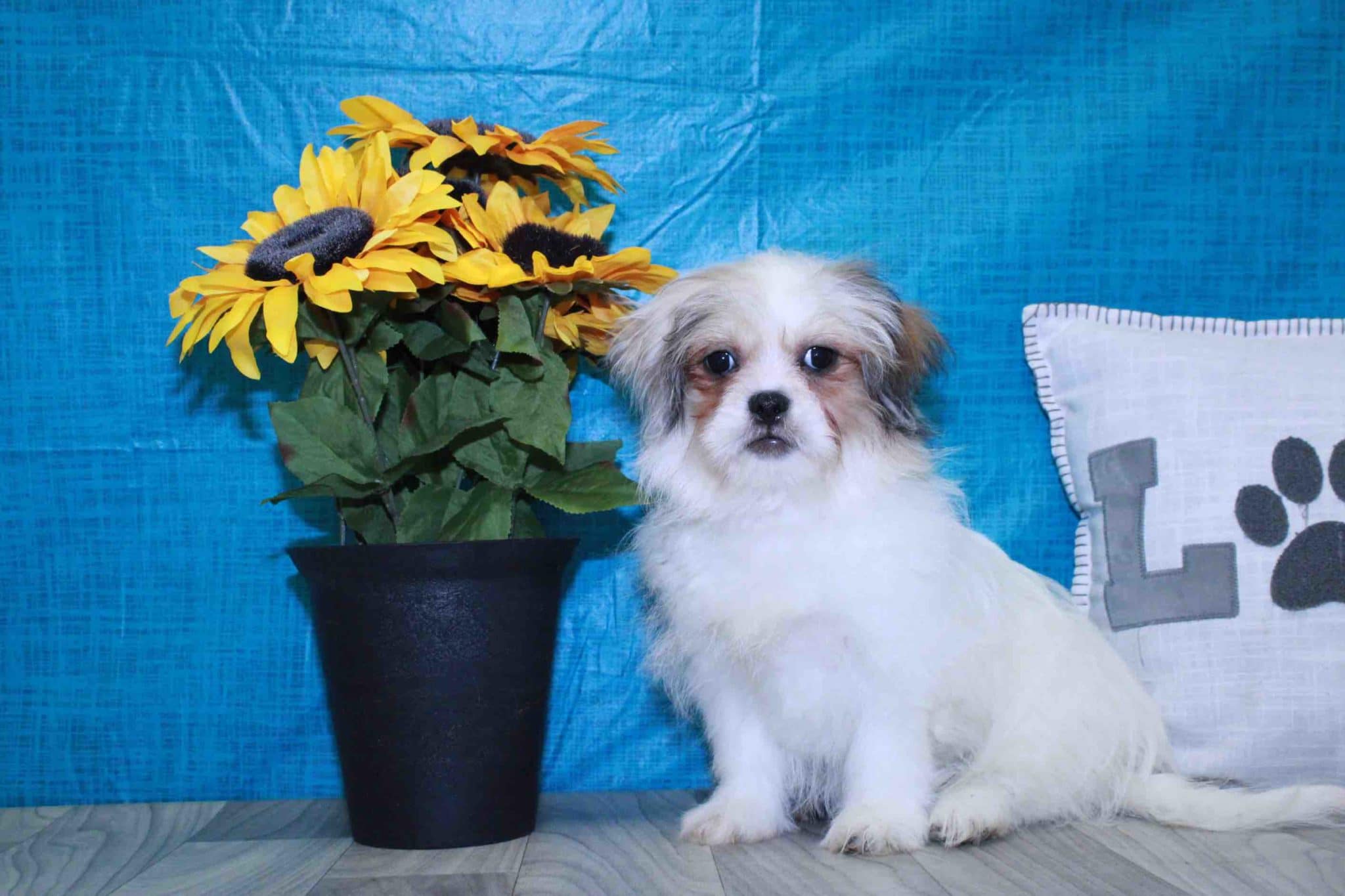 Duffy -Beautiful Female Teddy Bear Puppy - Puppies Online