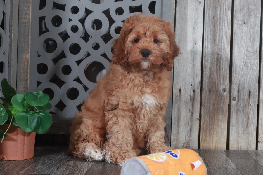 Dusty- Handsome Cockapoo - Ohio - Puppies Online