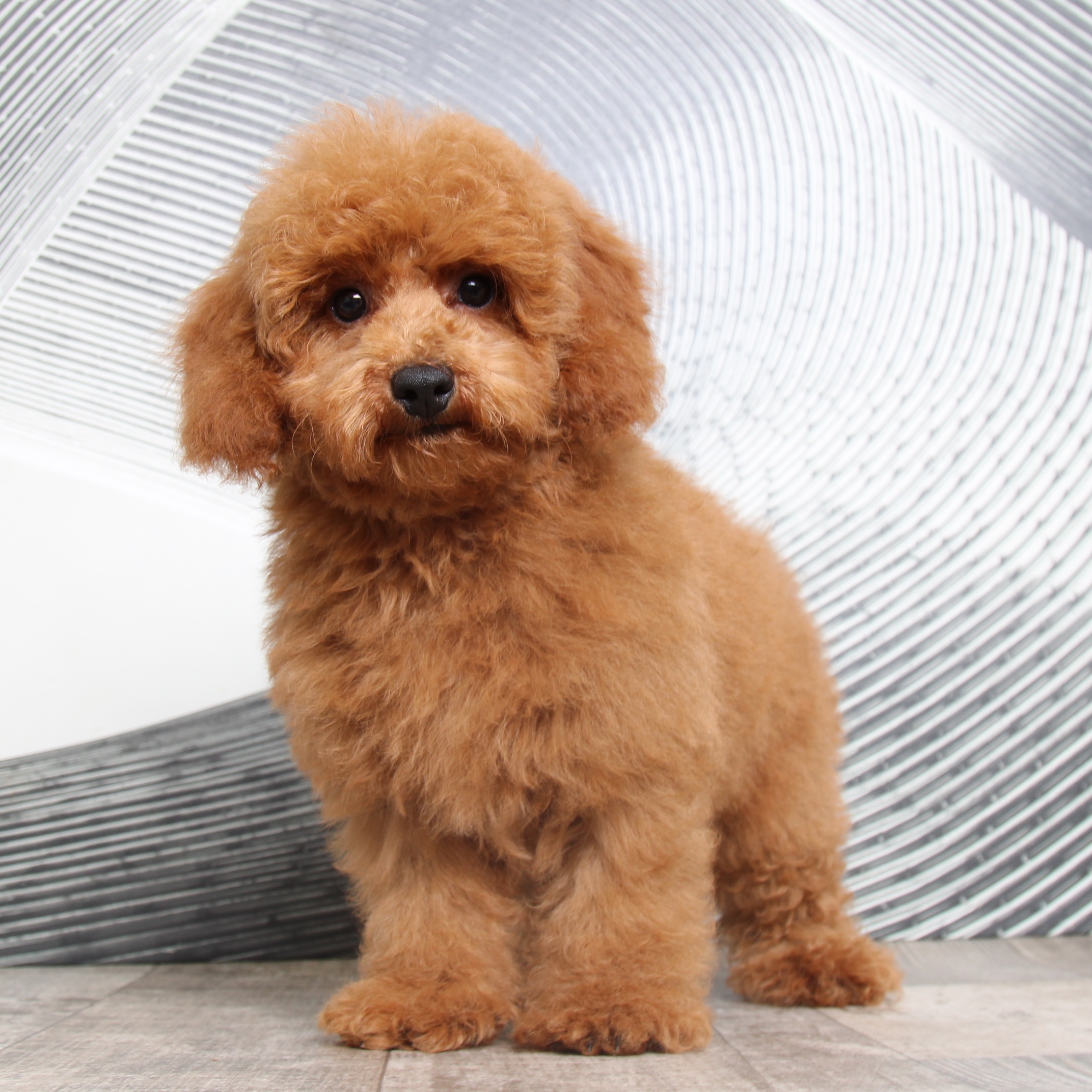 Elliot - Stunning Red Male AKC Toy Poodle Puppy - Puppies Online