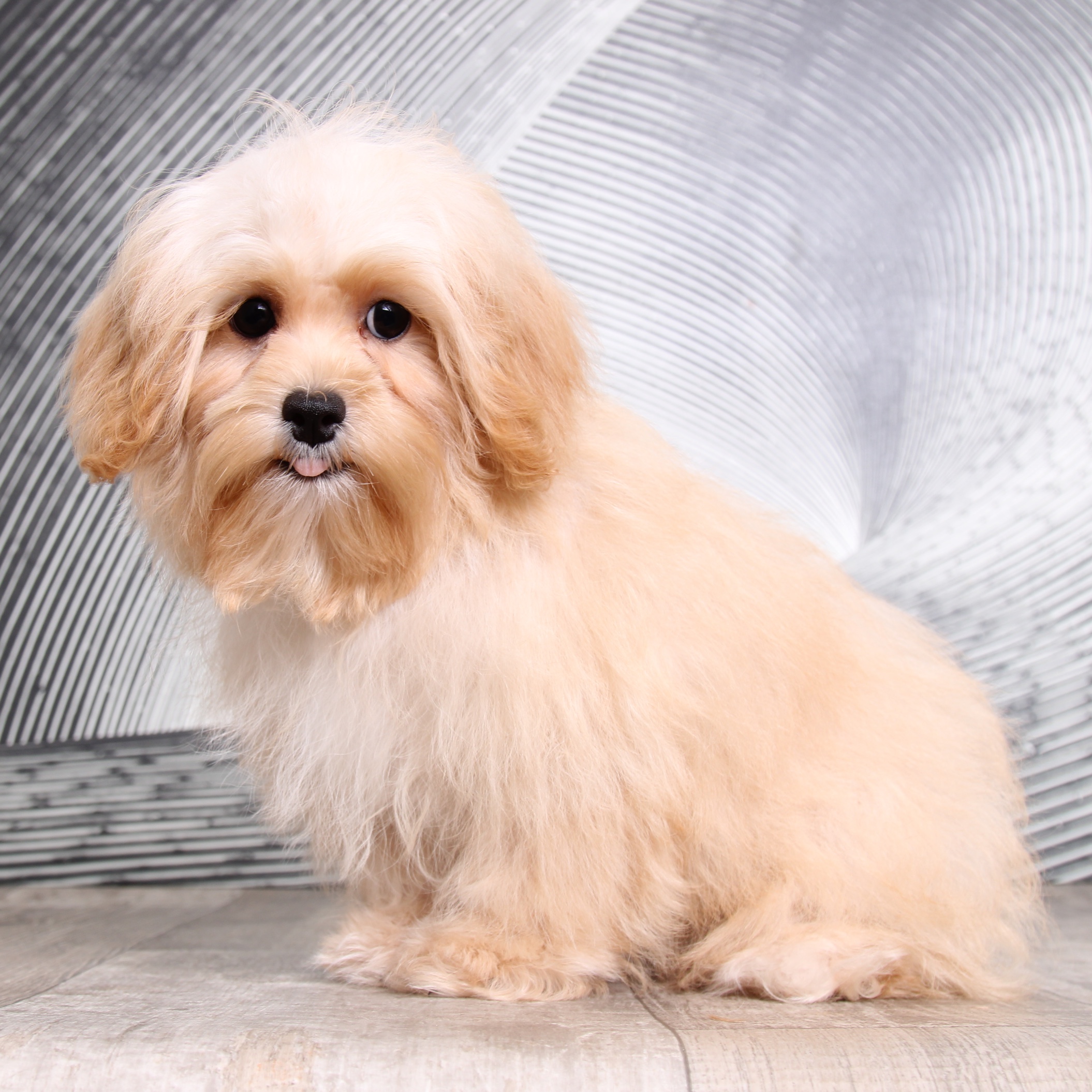 Erica - Fabulous Tan Female Shipoo Puppy - Puppies Online