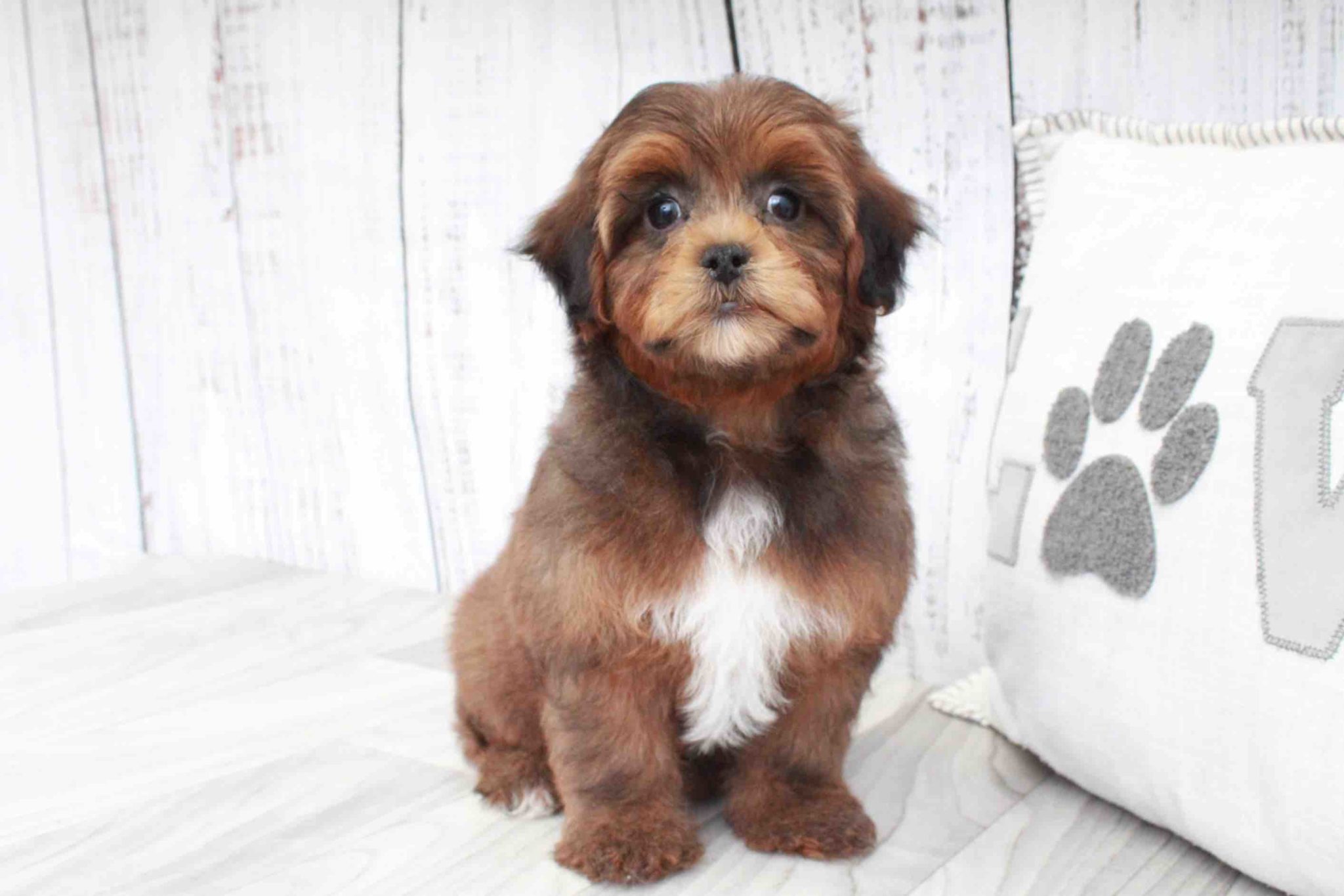 Fern- Stunning Tri Female Shih-Poo Puppy - Puppies Online