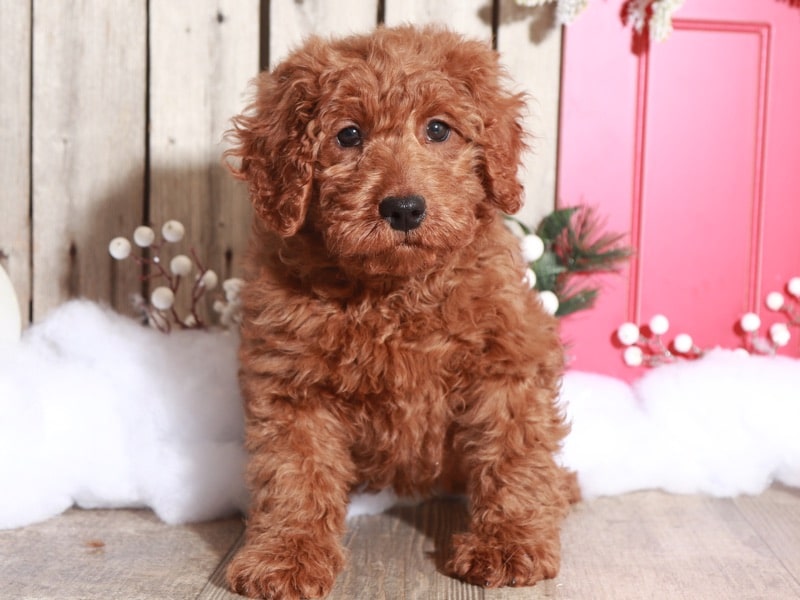 Fern - Darling Mini Golden Doodle - Puppies Online