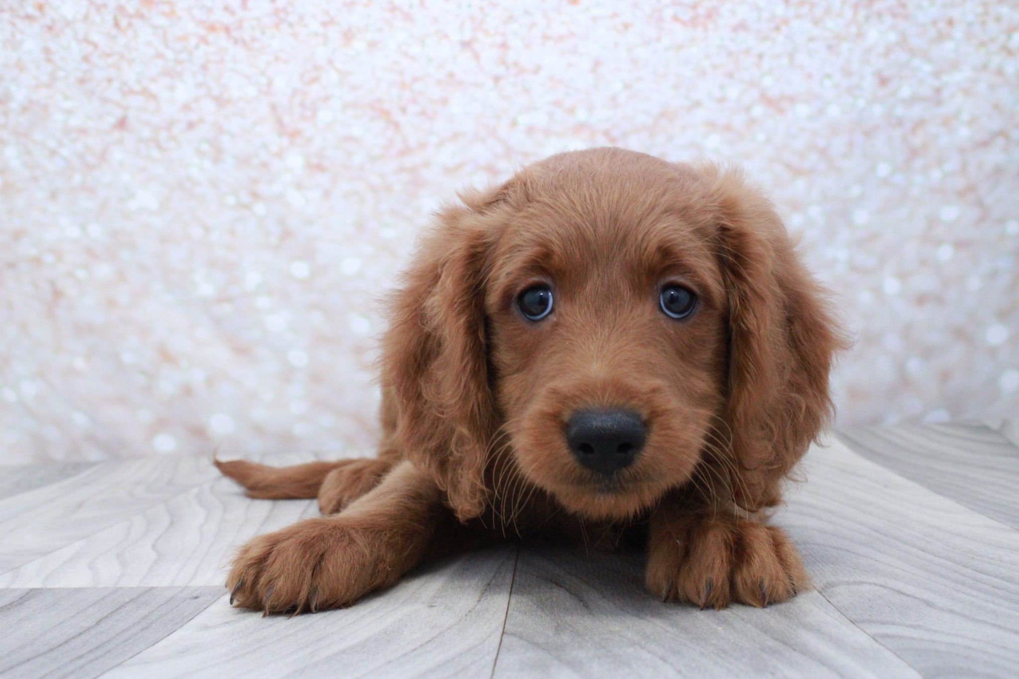 Flower- Lovely Female Mini Goldendoodle Puppy - Puppies Online