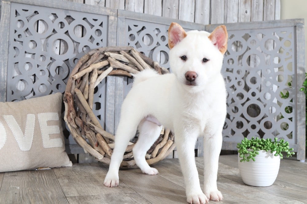 Foxy - Precious AKC Shiba Inu - Puppies Online