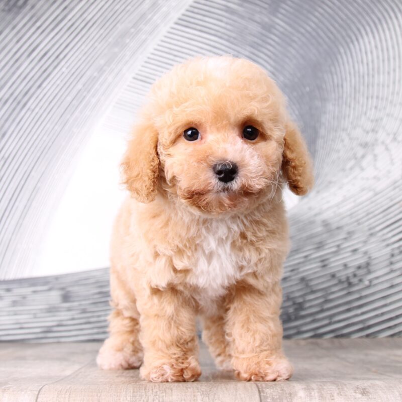 Freddy - Perfect Tan Male Maltipoo Puppy - Puppies Online