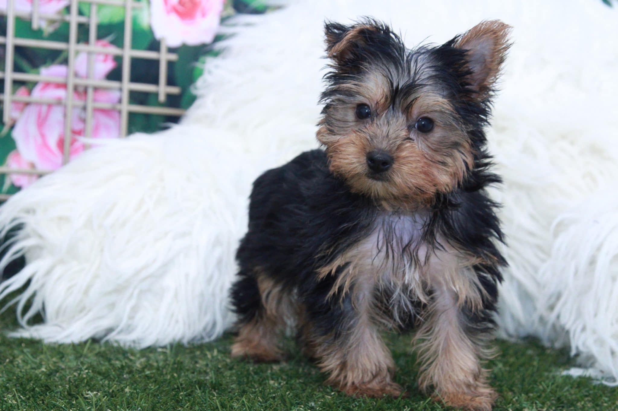 Fritz - Handsome Male Yorkie Puppy - Puppies Online