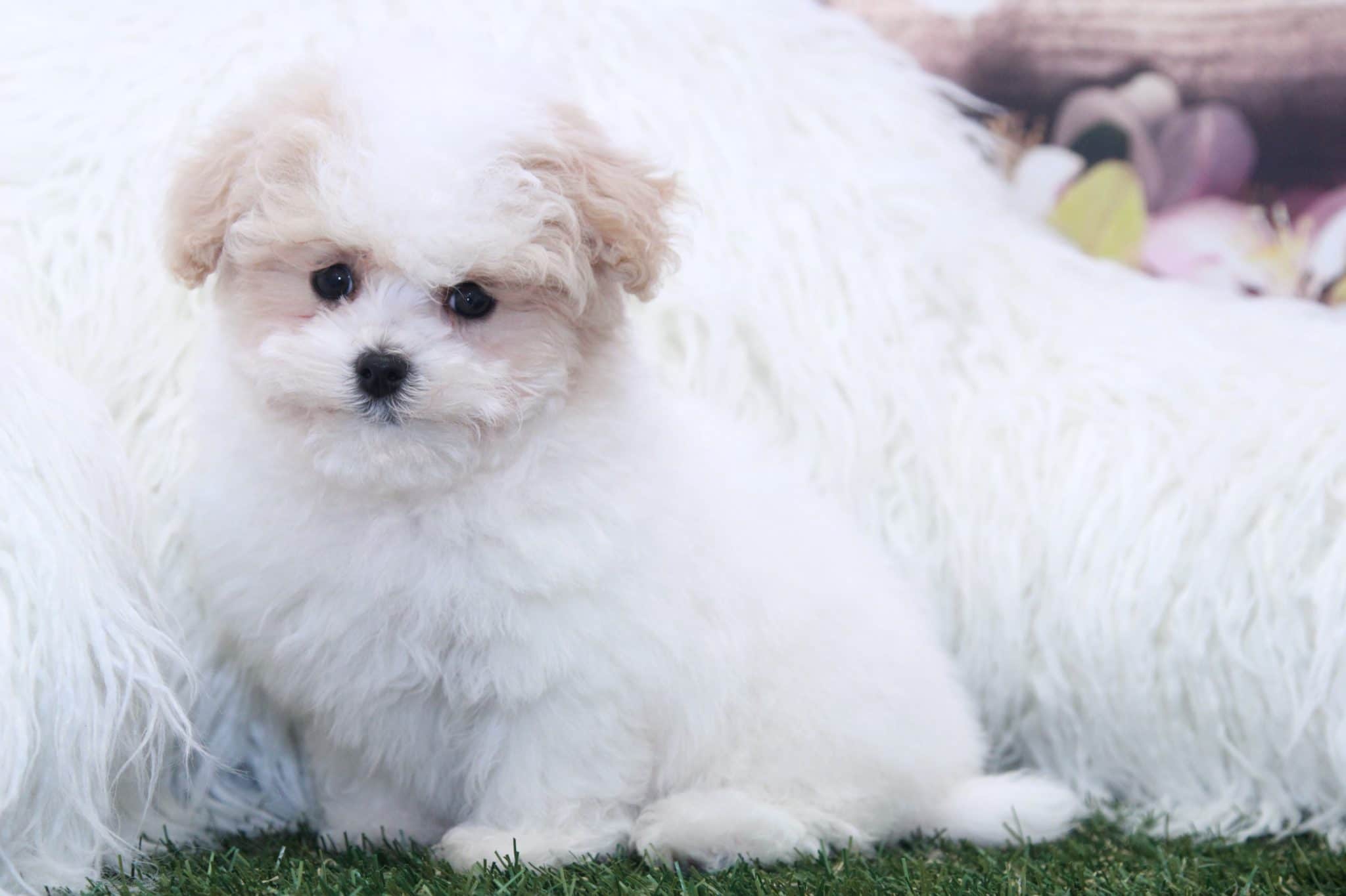 Frosting- Beautiful Female Malti-Poo Puppy - Puppies Online