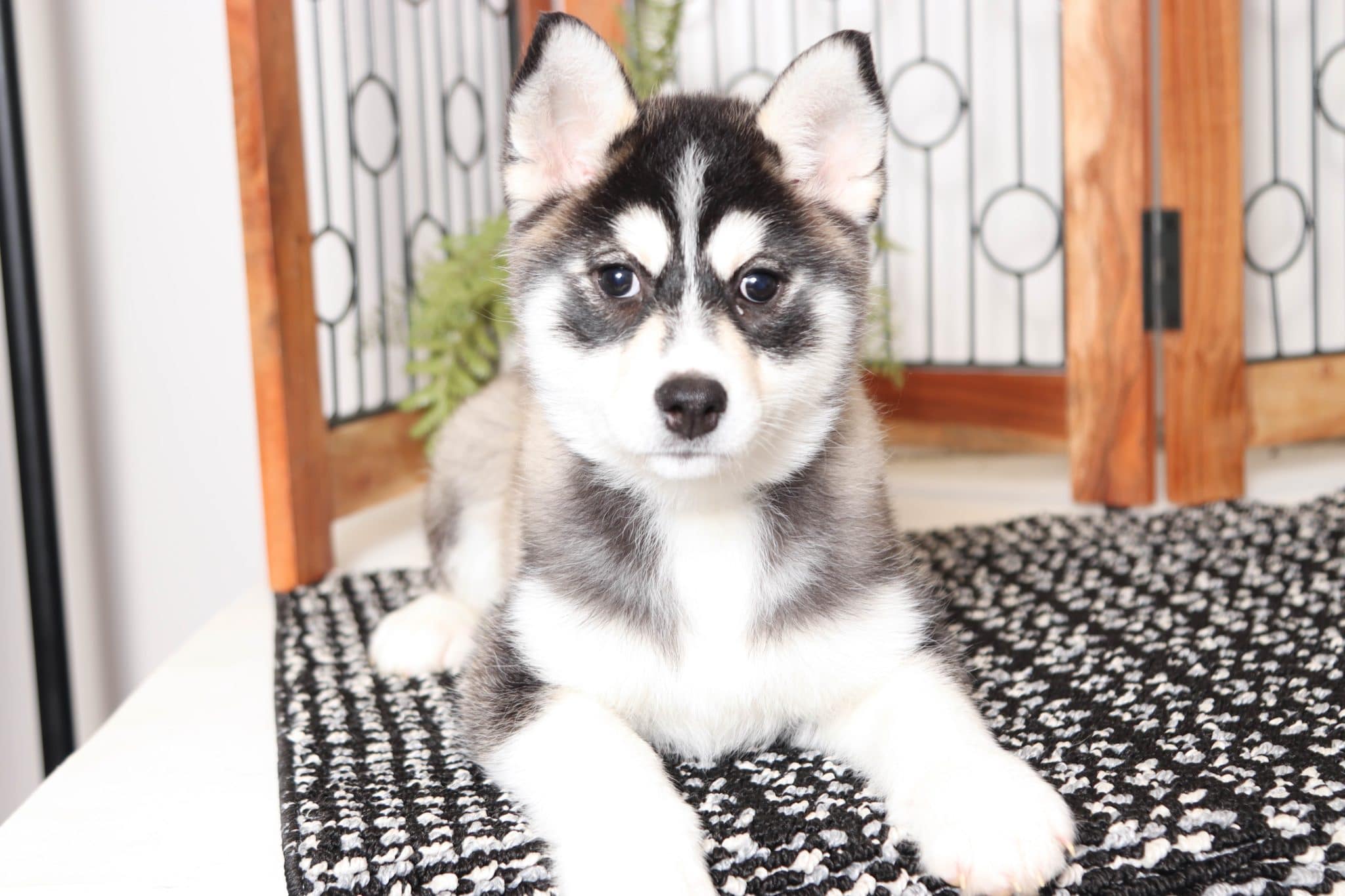 Gidget- Stunning Tri-Colored Female Pomsky Puppy - Puppies Online