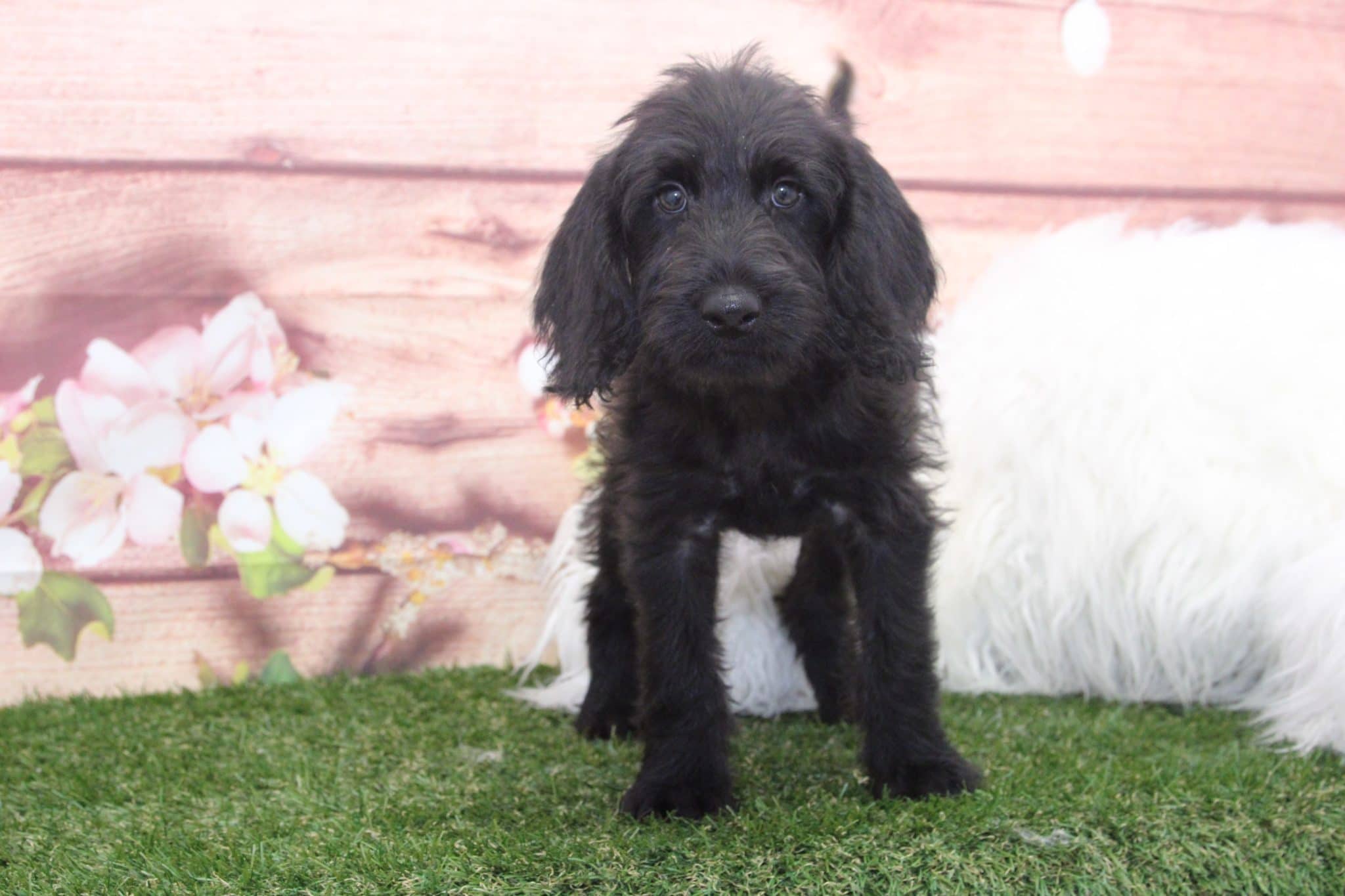 Ginger - Cute Female F1 Mini Labradoodle Puppy - Puppies Online