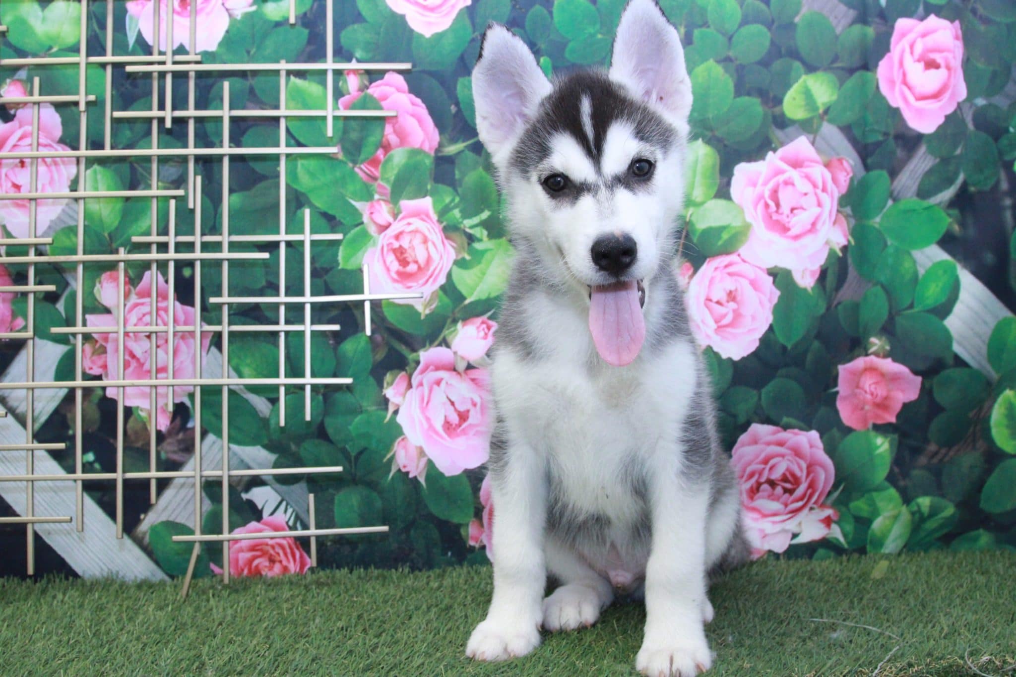Goliath- Handsome Male Pomsky Puppy - Puppies Online