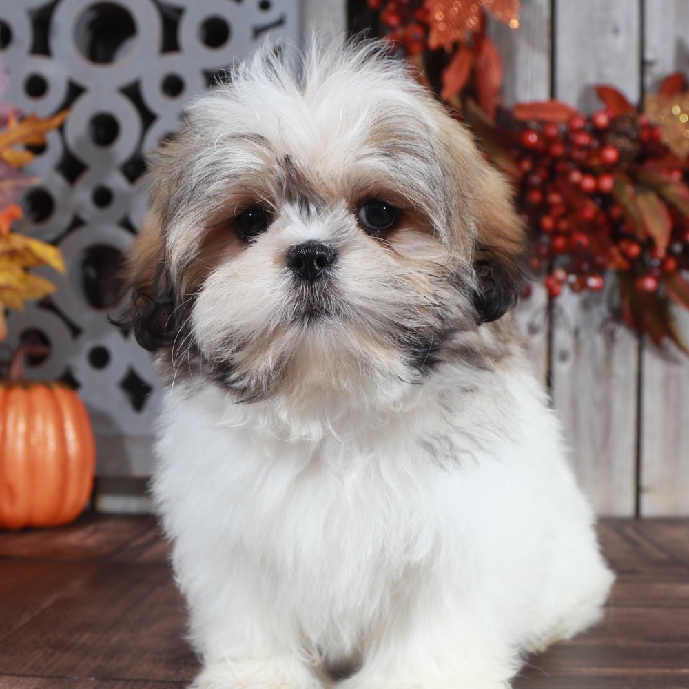 Grace- Precious Teddy Bear - Puppies Online