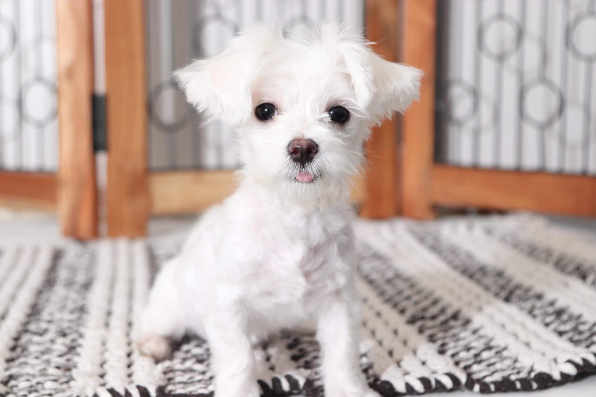 Gregor Adorable MICRO TEACUP Maltese Puppy - Puppies Online