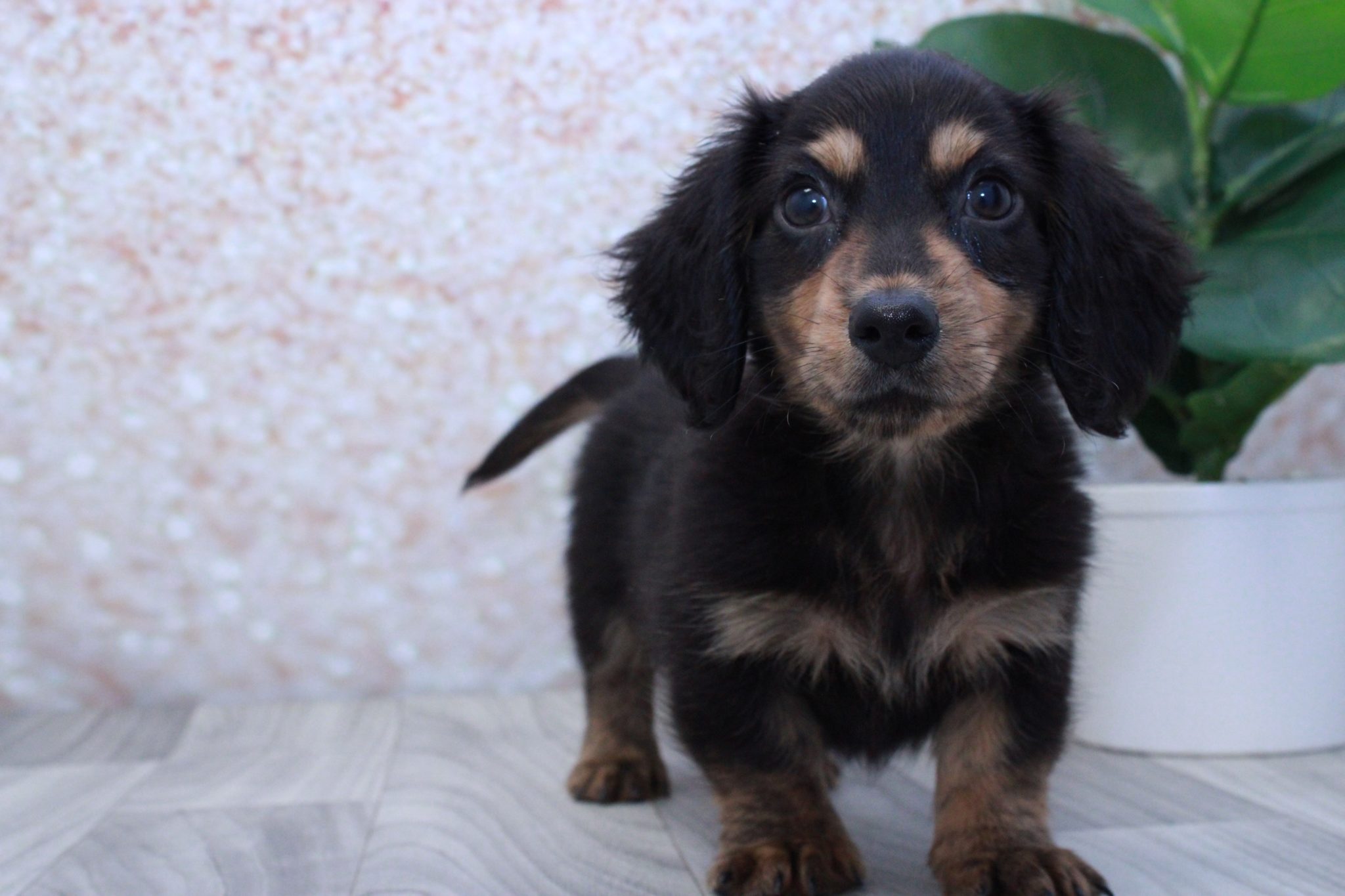 Gunner- Happiest ACA Male Dachshund Puppy - Puppies Online