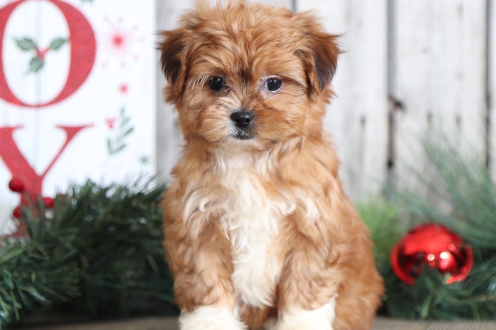 Hannah - Precious TOY Shorkie - Puppies Online