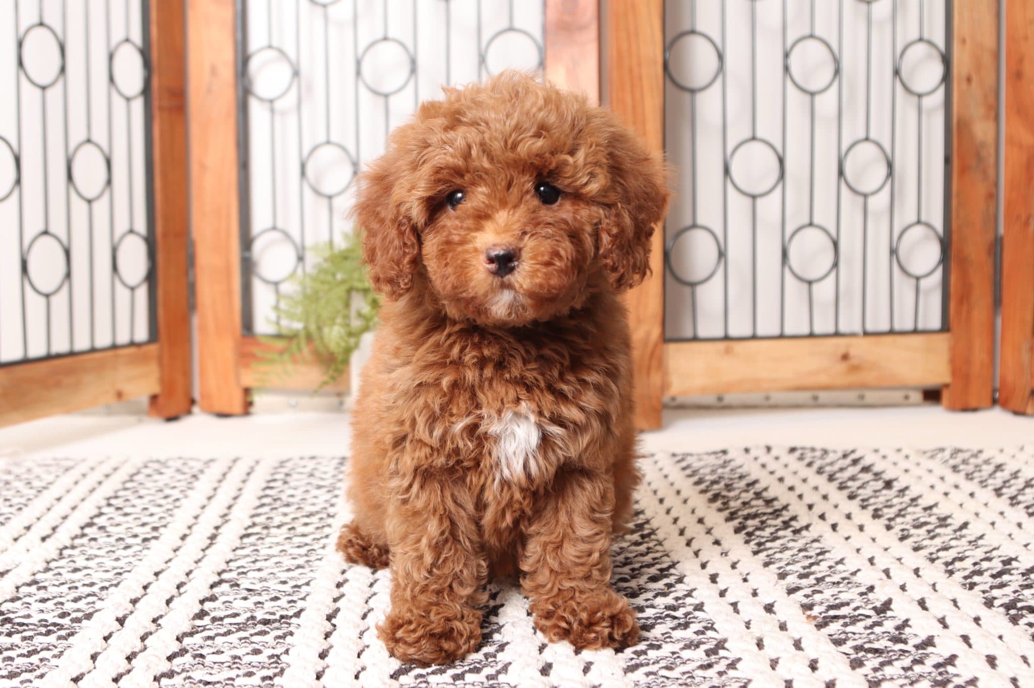 Harley - Stunning Little Red Female Cavapoo Puppy - Puppies Online