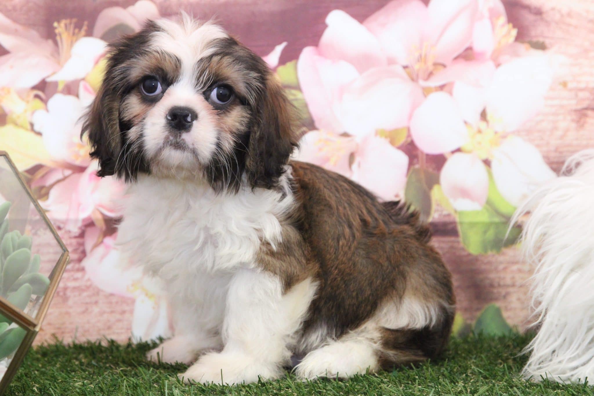 Harley - Kind Little Male Cava-Tzu Puppy - Puppies Online