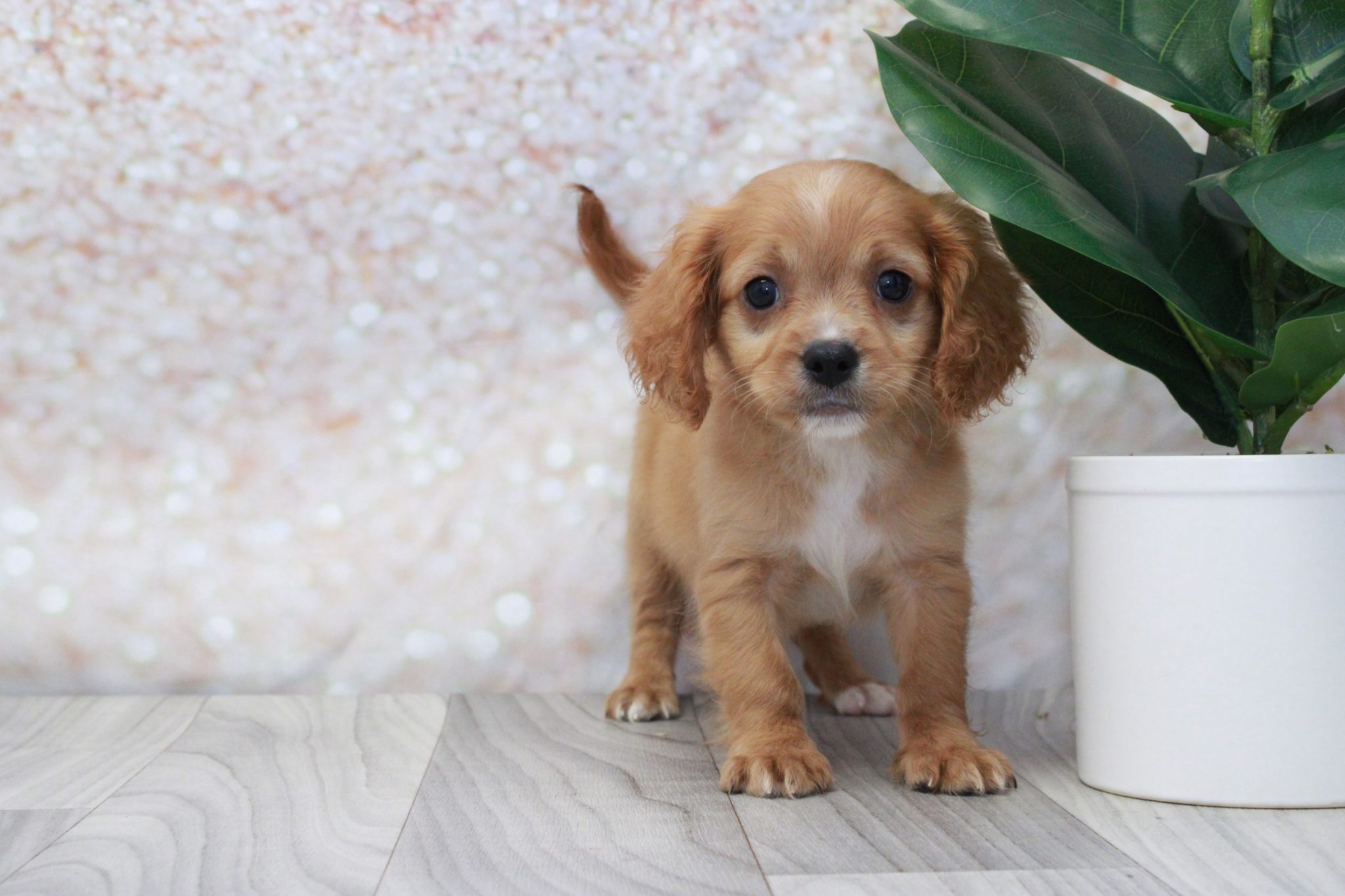Harris- Sweet Little Male Cavapoo Puppy - Puppies Online