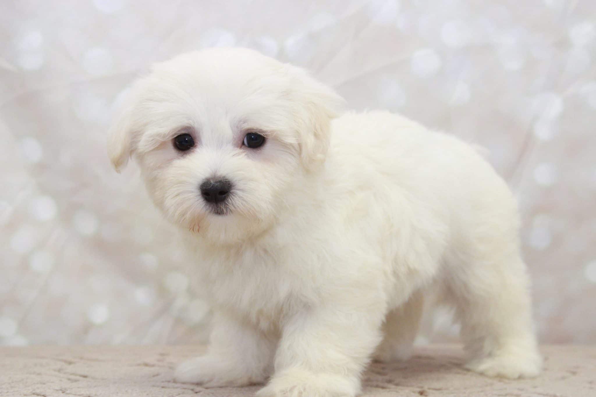 Hector - Handsome Little AKC Male Maltese Puppy - Puppies Online