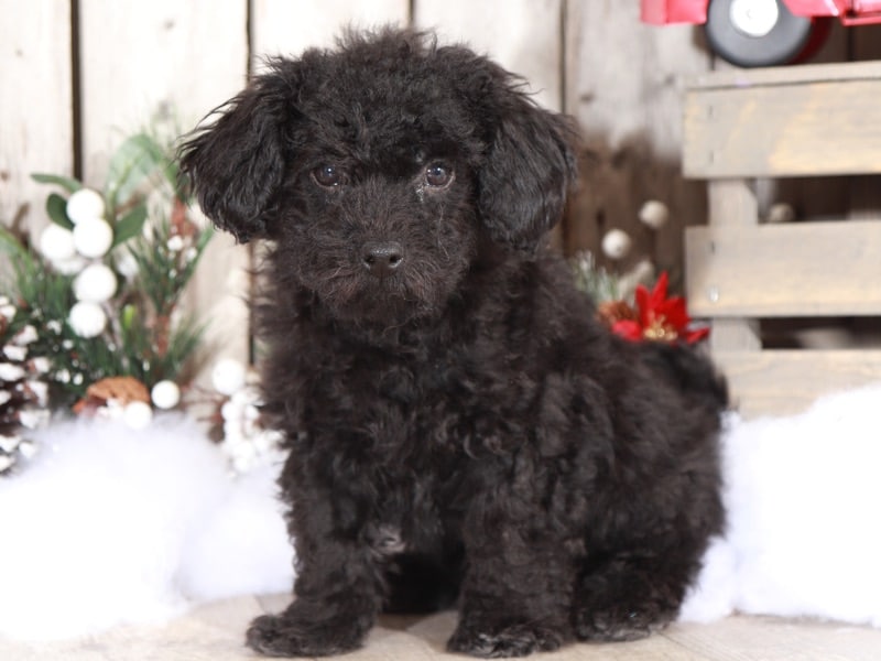 Are Poodles Easy To Housebreak