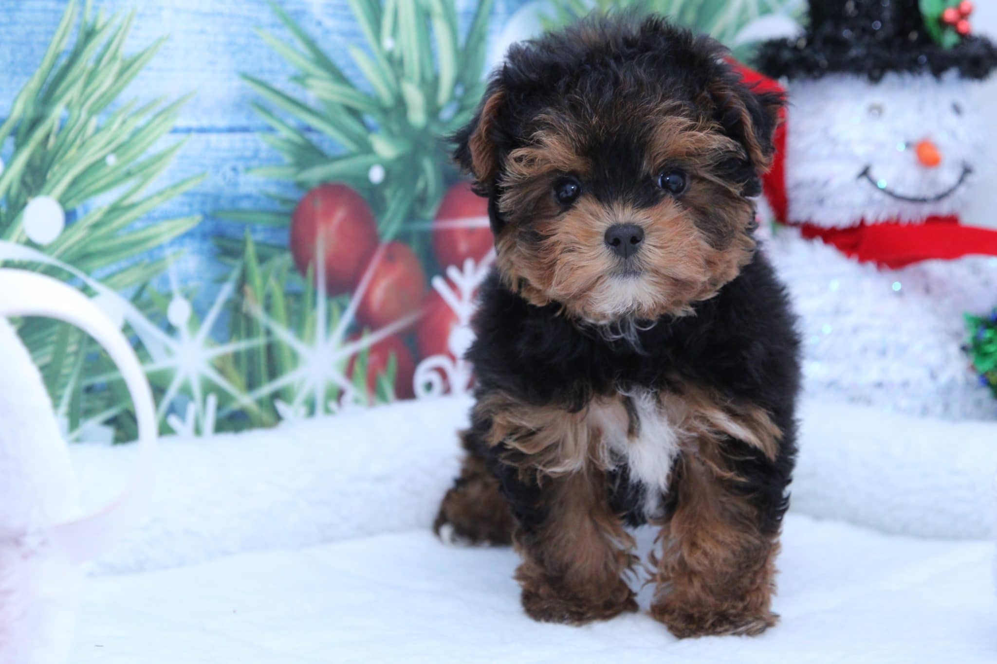 Holly - Sweet Tiny Female Yorkie-Poo Puppy - Puppies Online