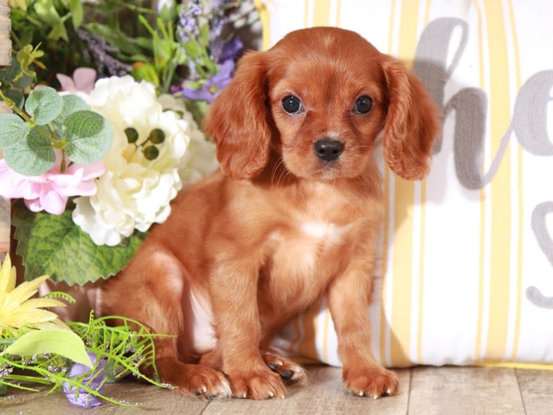 Hudson - Ruby, AKC, King Charles Cavalier - Puppies Online