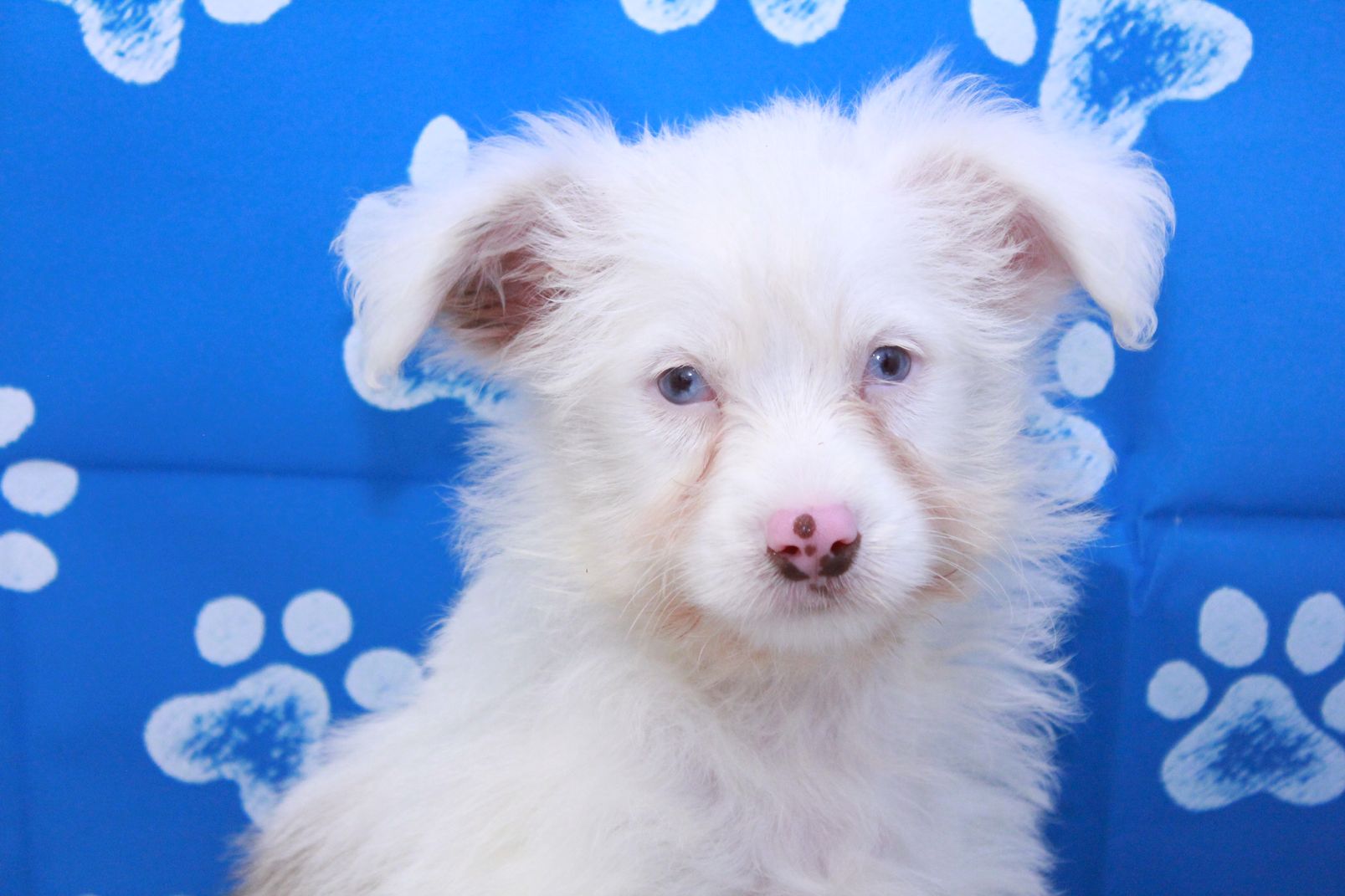 Roger- Sweetest Male Mini Aussie-Poo Puppy - Puppies Online