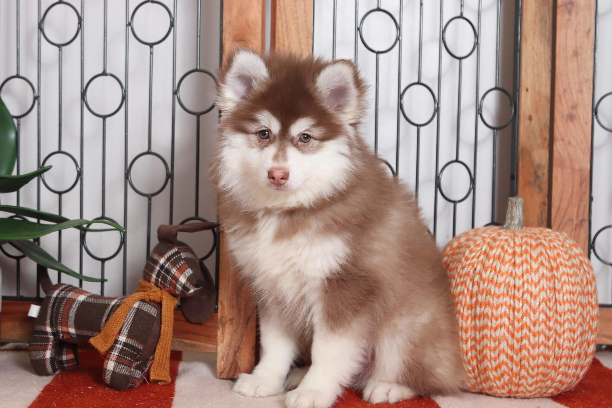 Garrett- Playful Little Male Pomsky Puppy - Puppies Online