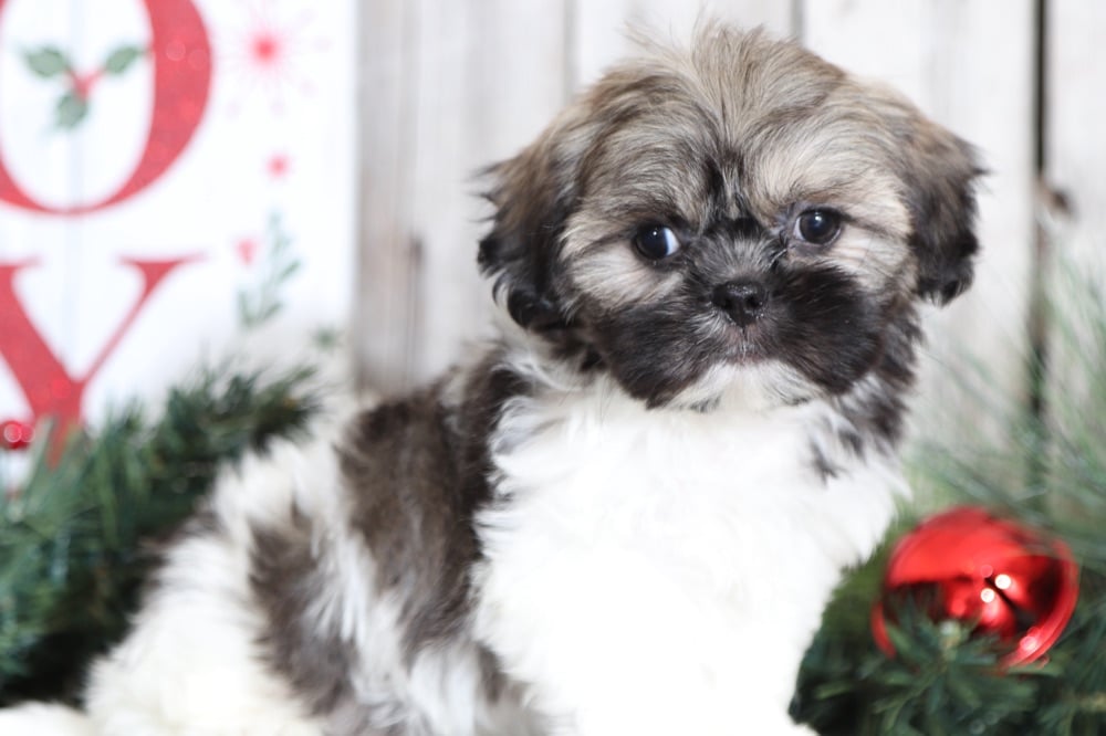 Jack - Super Cute Cockapoo - Puppies Online