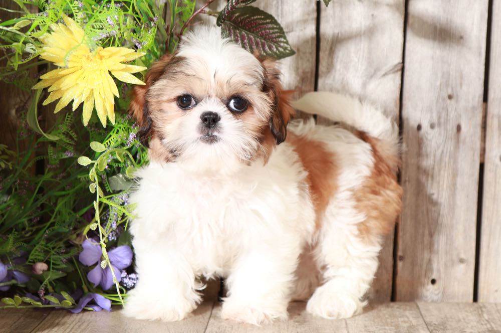 Jasmine - Fancy Shih Tzu - Puppies Online
