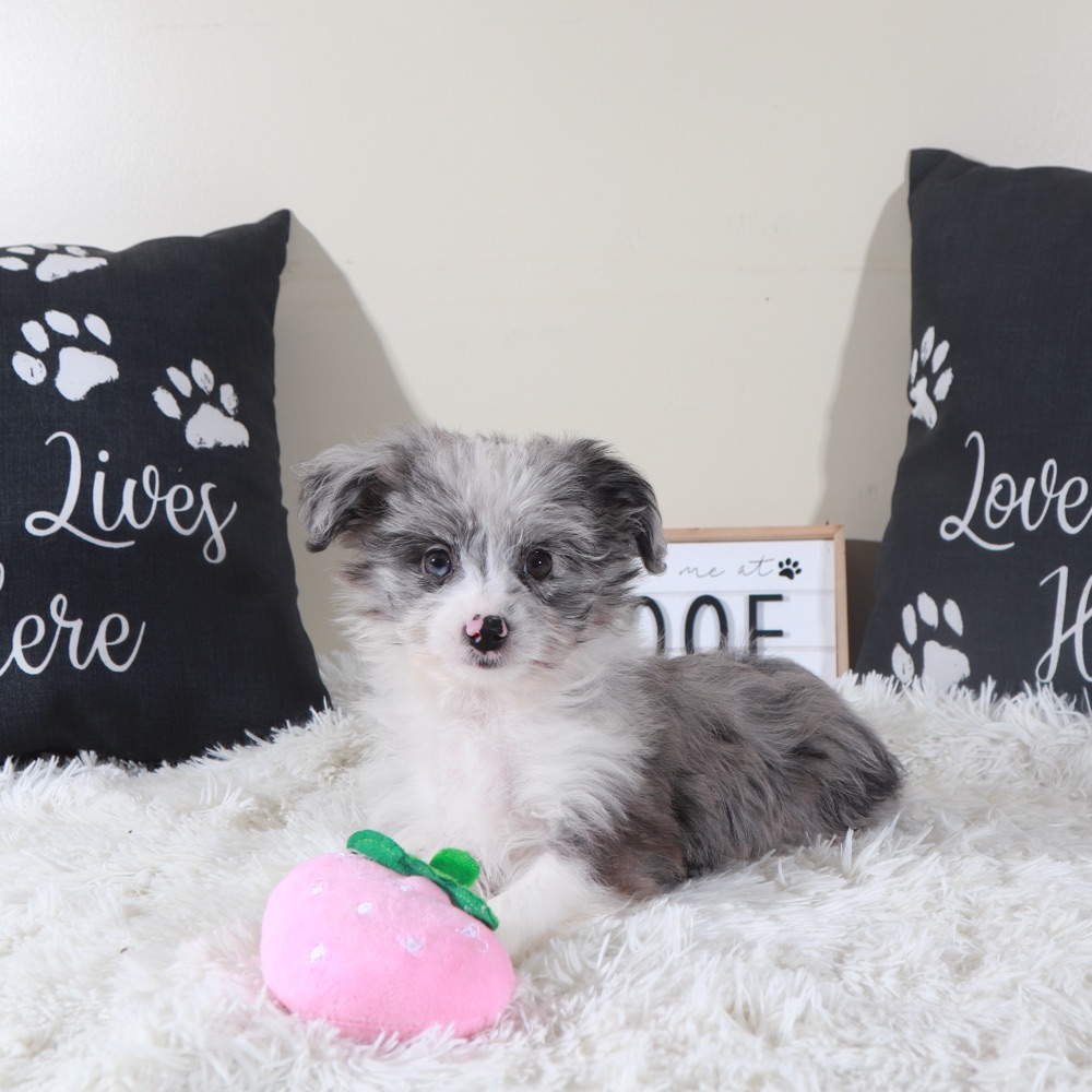 Jessie-Toy Female Aussie-Poo Puppy - Puppies Online