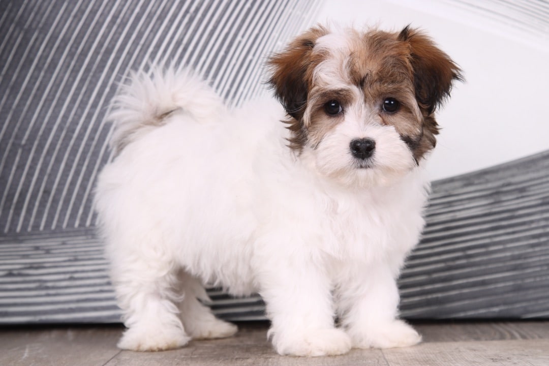Kali - Perfect Brown and White Female ACA Havanese Puppy - Puppies Online
