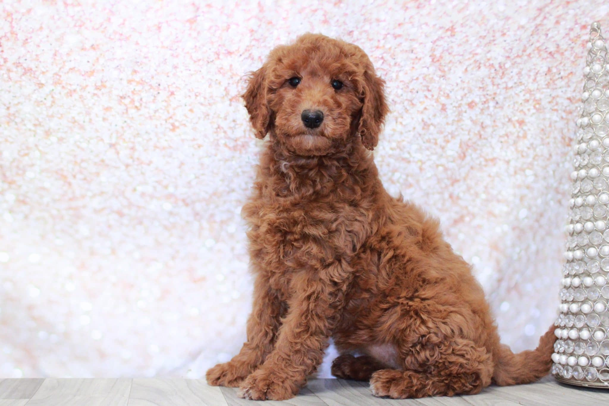 Keisha- Clever Female Mini Goldendoodle Puppy - Puppies Online