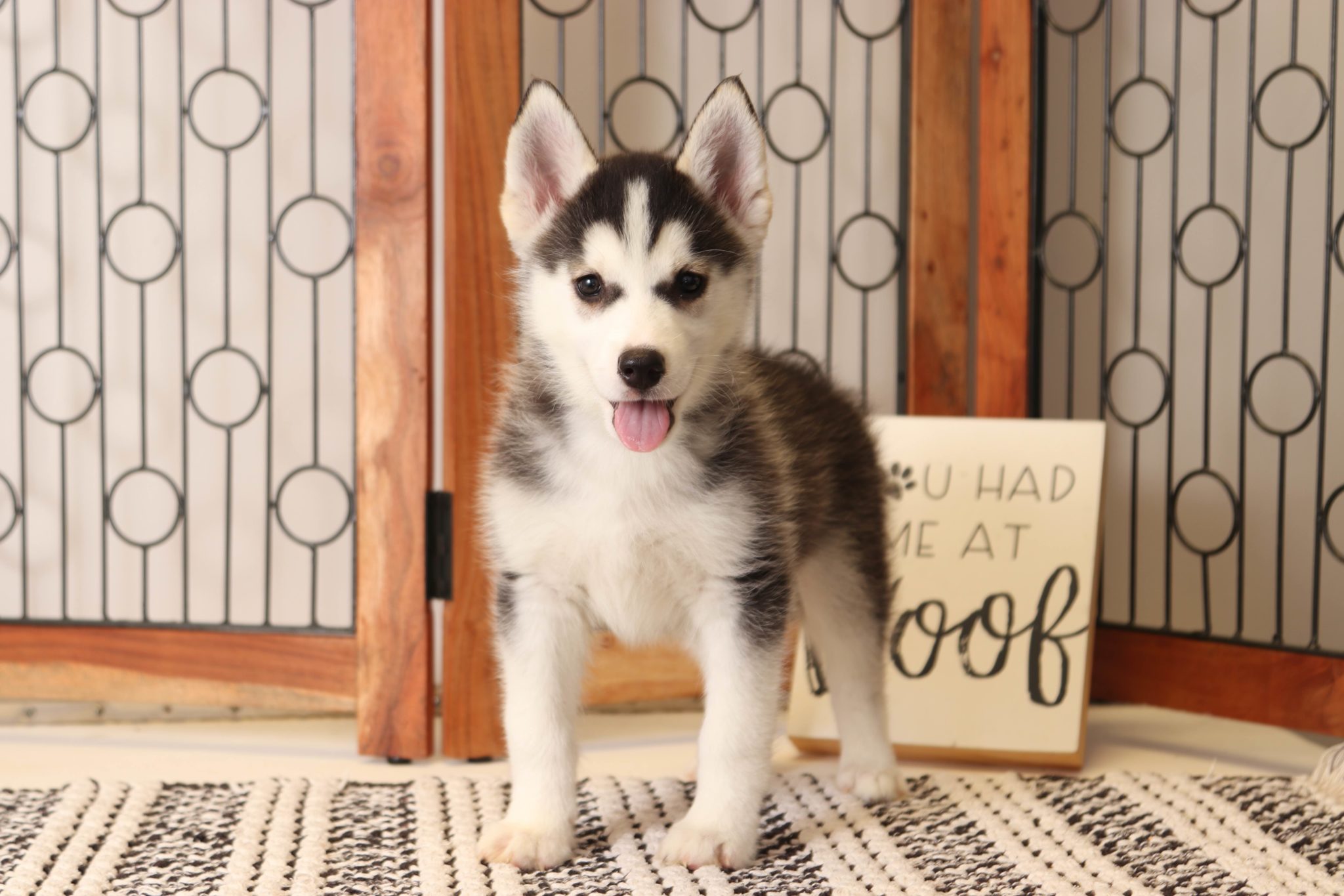 Kyle - Amazing Little Male Pomsky Puppy - Puppies Online