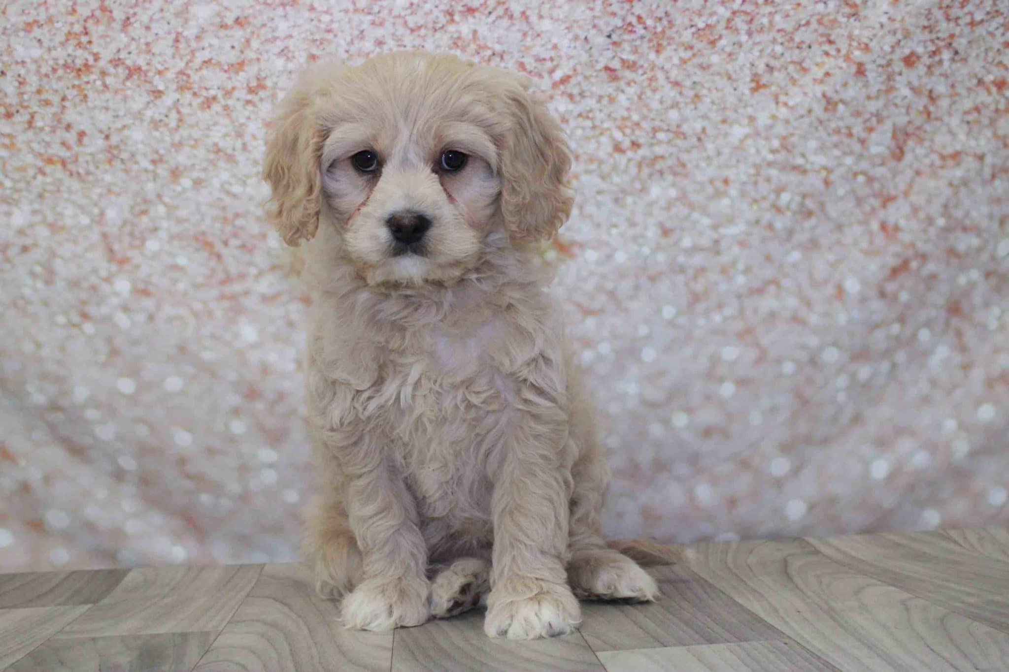 Layla- Precious Female Cavapoo Puppy - Puppies Online