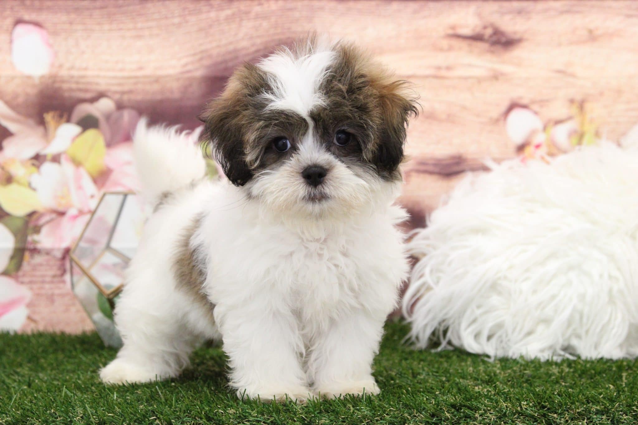 Lisa- Cuddly Female Teddy Bear Puppy - Puppies Online