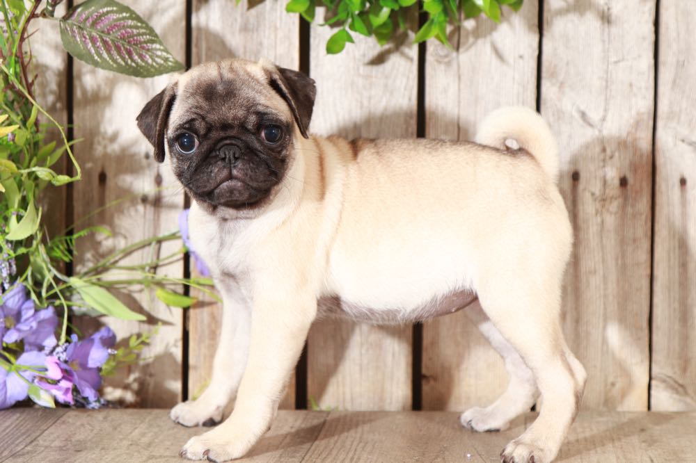 Lucy - Sweet, Fawn, AKC, Pug - Puppies Online