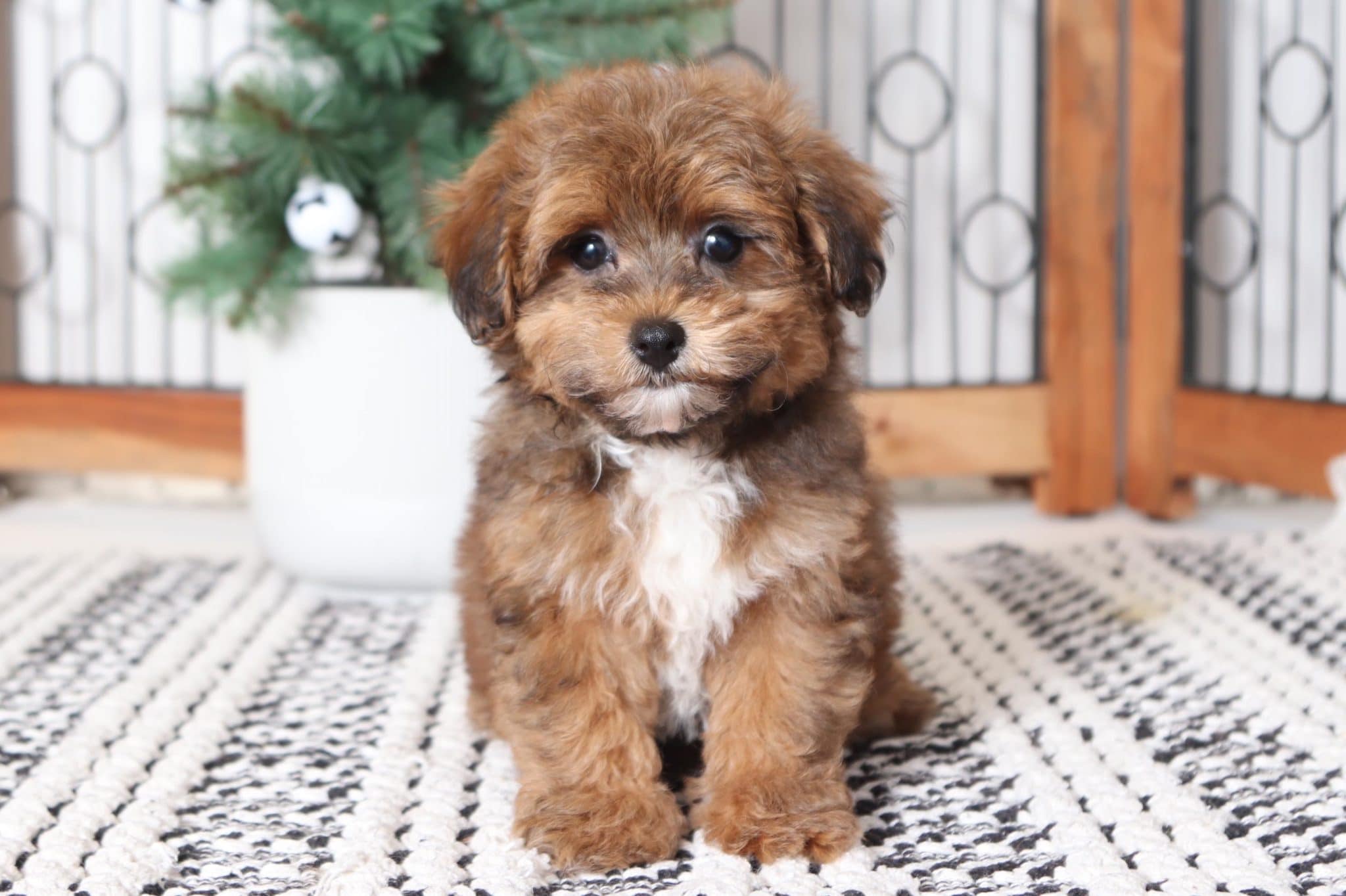 Lucy - Adorable Little Female Maltipoo Puppy - Puppies Online