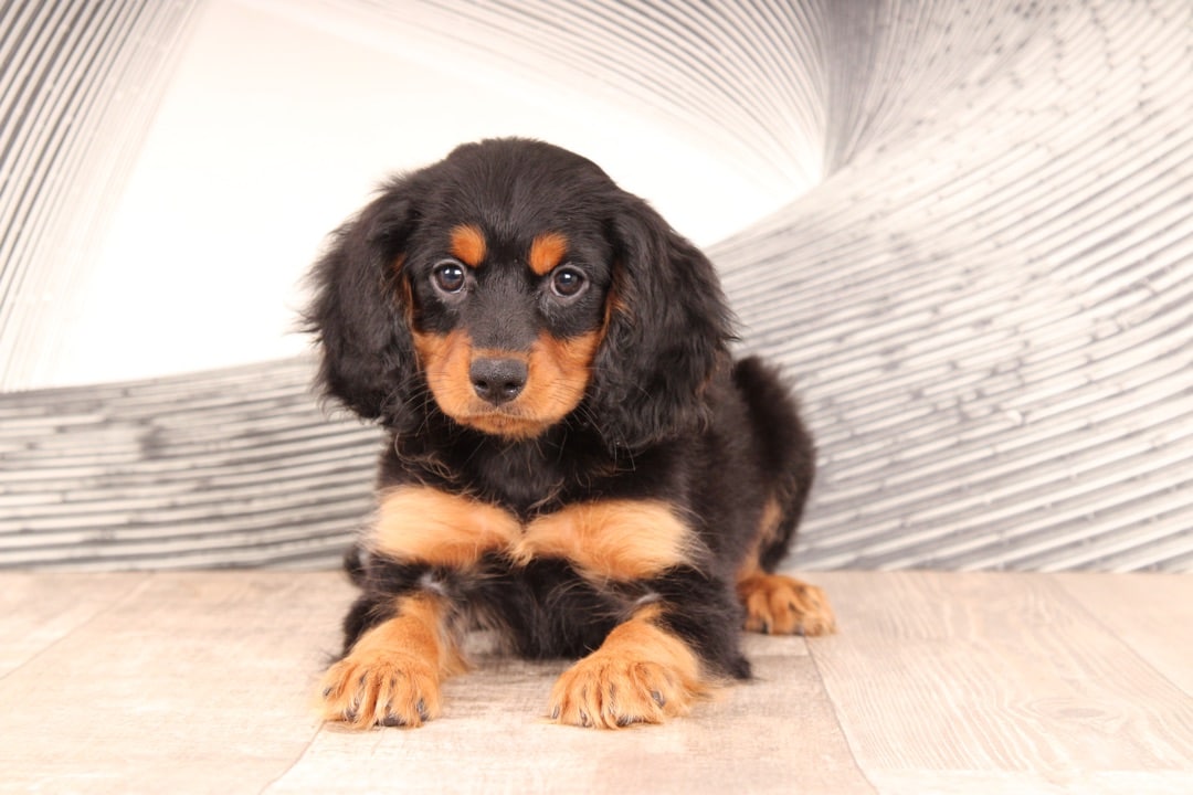 Macho - Gorgeous Little Male Cavapoo Puppy - Puppies Online