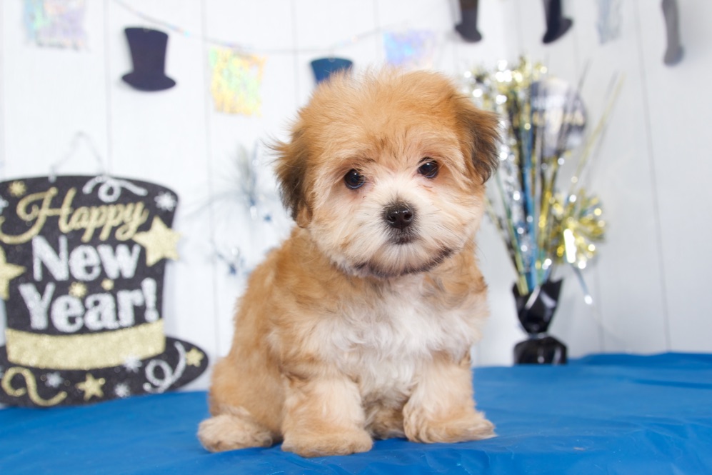 Maggie - Adorable Morkie - Puppies Online