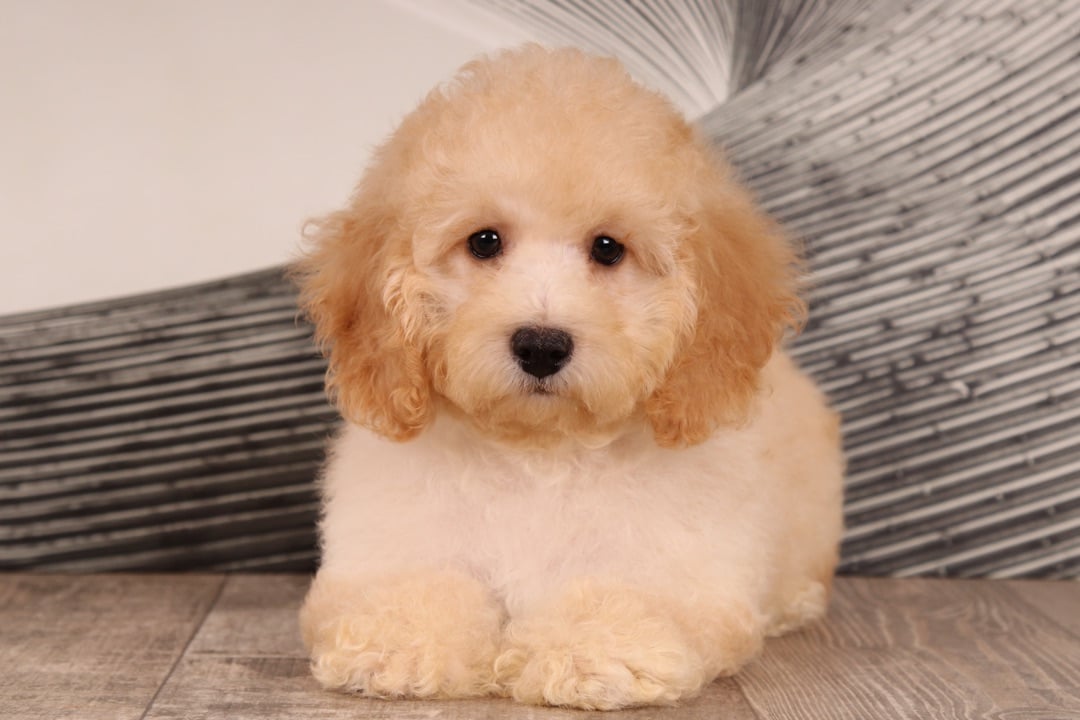 Milo - Stunning Little Male ACA Poodle Puppy - Puppies Online
