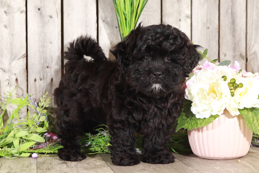 Mary - Perfect Shih Poo - Puppies Online