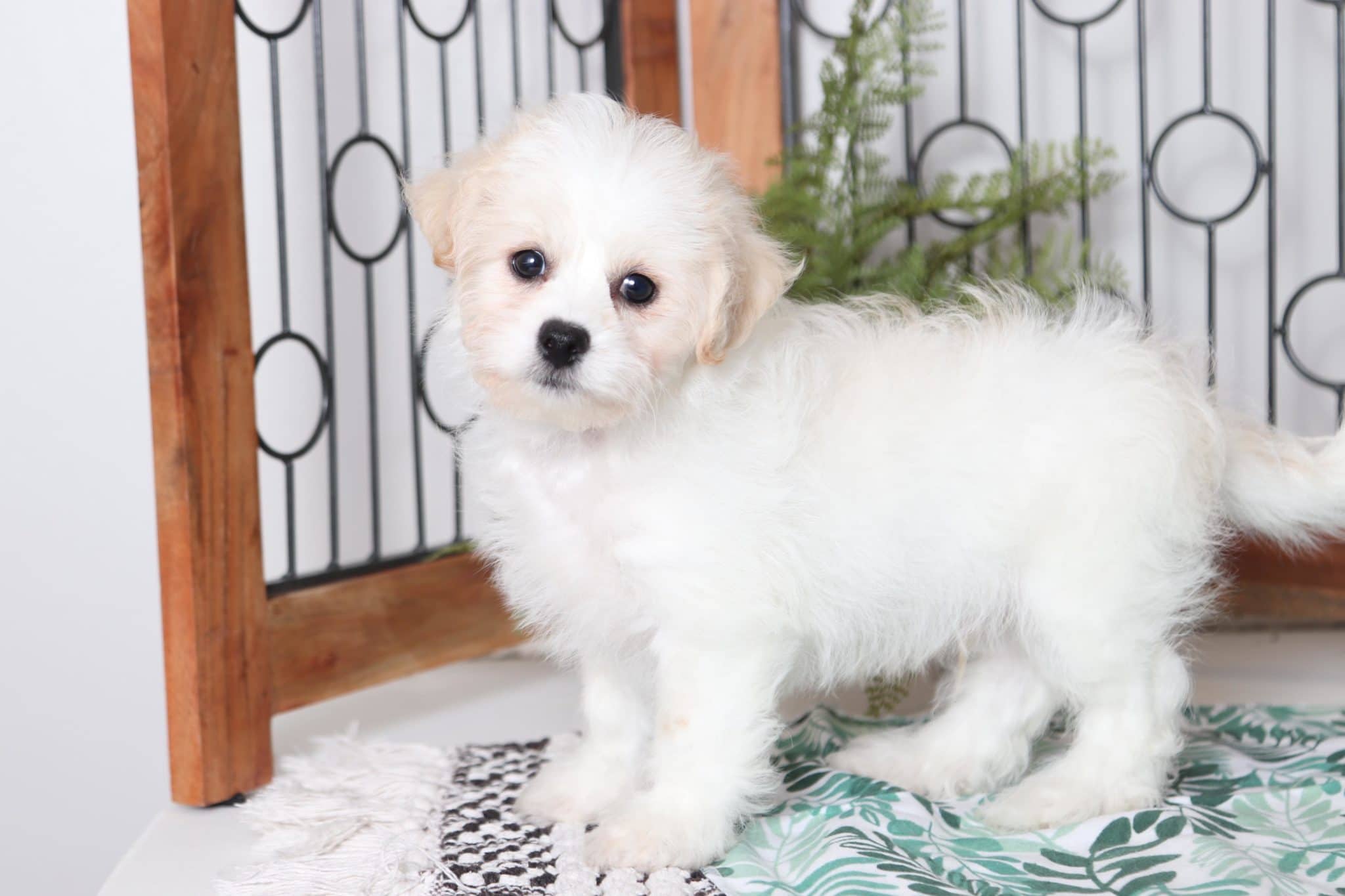 Mateo - Handsome Male Teddy Bear Puppy - Puppies Online