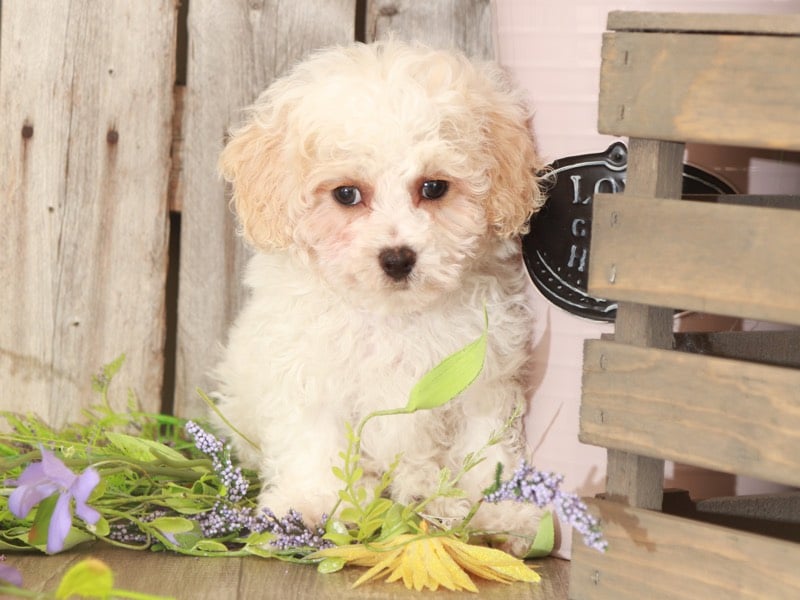 Max - Loving Toy Poodle - Puppies Online