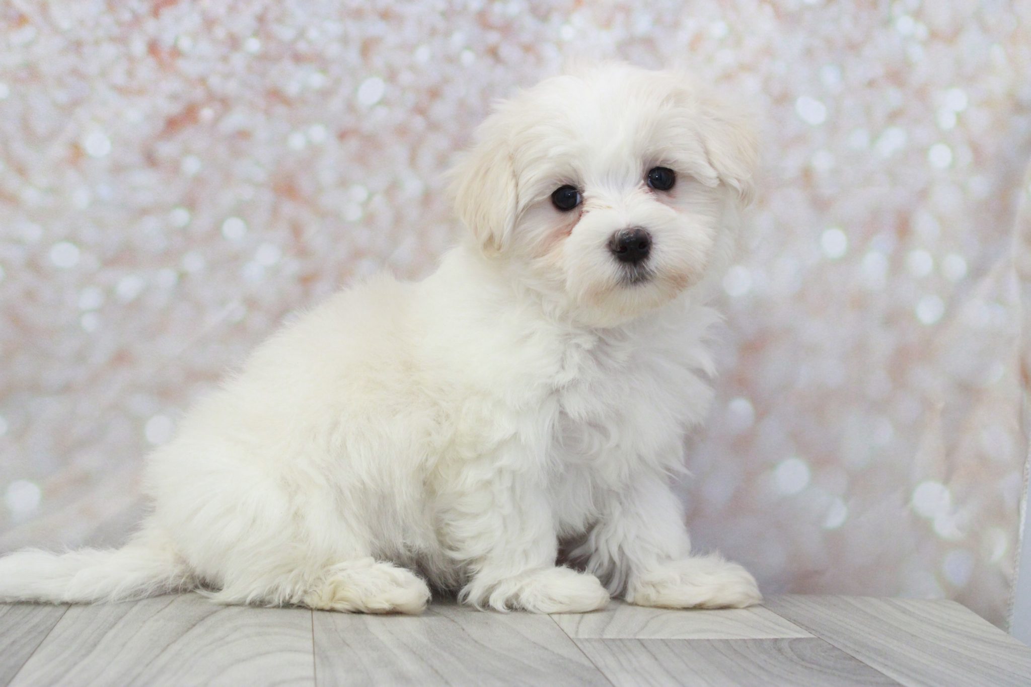 Mercy - Prettiest ACA Female Maltese Puppy - Puppies Online
