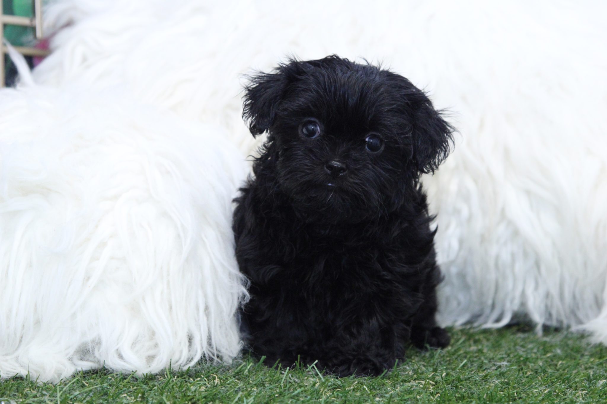 Midnight - Beautiful Female Shih-Poo Puppy - Puppies Online